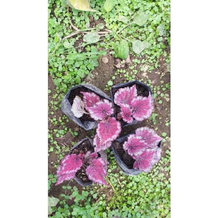 Jual begonia sultan red matahari, begonia baru, begonia unik, begonia ...