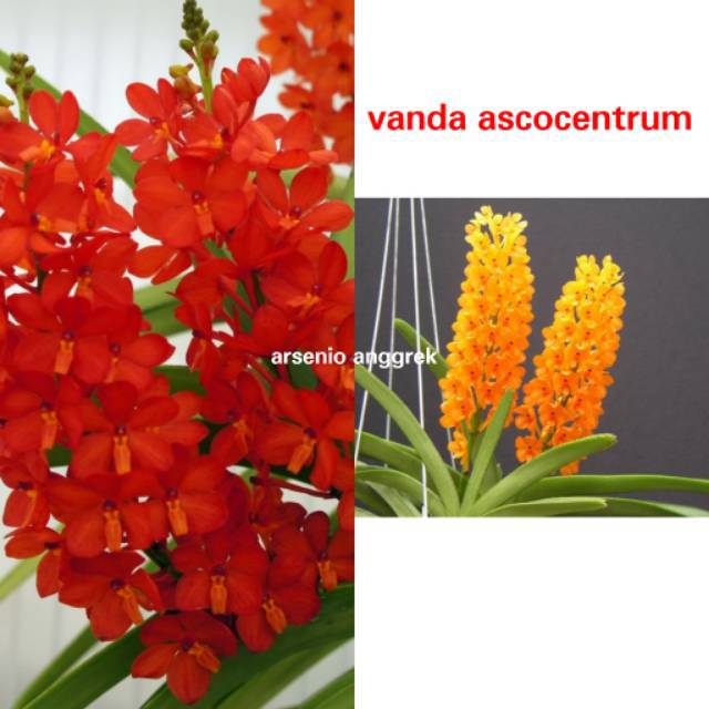 Jual PROMO 1 Split isi 2 Vanda Ascocentrum Merah dan Orange Dewasa ...