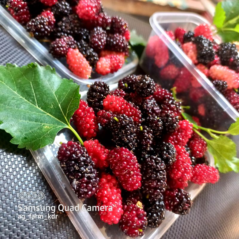 Jual BUAH ARBEI/MURBEI SEGAR LANGSUNG PETIK DARI POHON | Shopee Indonesia