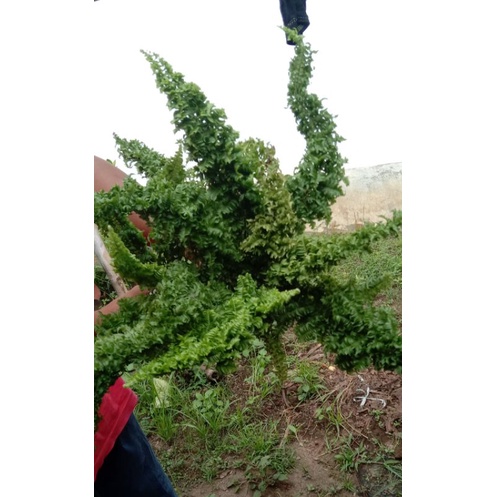 Jual pakis ekor domba | Shopee Indonesia