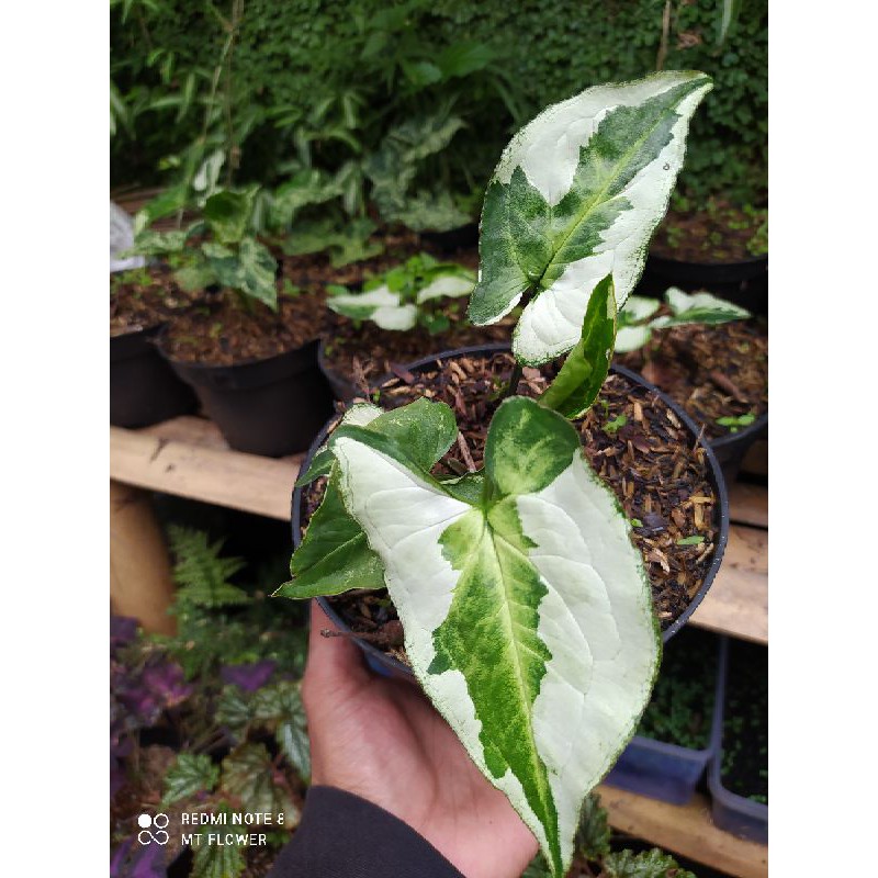 Jual Syngonium Three Kings | Magic Marble | Shopee Indonesia