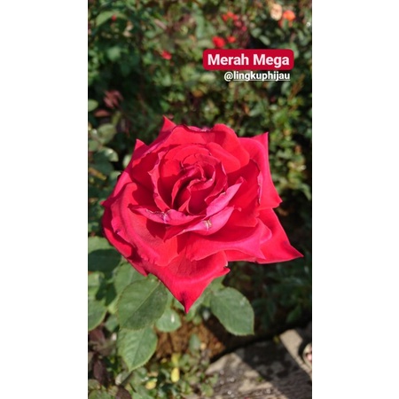 Jual Mawar Lokal Merah Mega (Pusat Tanaman Mawar Cihideung Bandung ...