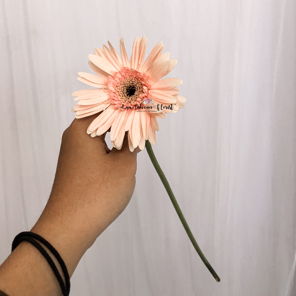 Jual BUNGA GARBERA FRESH FLOWER SEGAR BUNGA FLOWERS BUCKET BUNGA ...