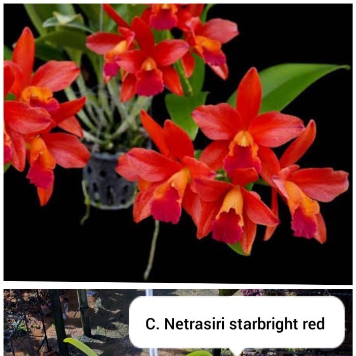 Jual anggrek cattleya netrasiri starbright red | Shopee Indonesia