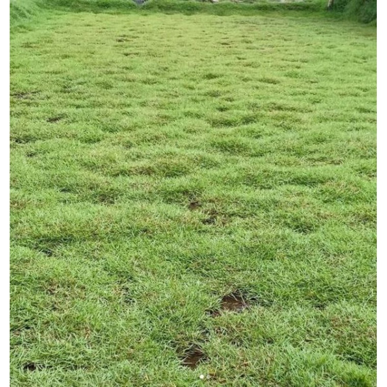 Jual rumput taman rumput peking rumput jepang 1 meter persegi | Shopee ...