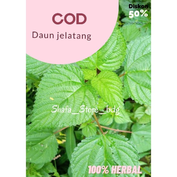 Jual Daun jelatang/ daun gatal 250grm | Shopee Indonesia