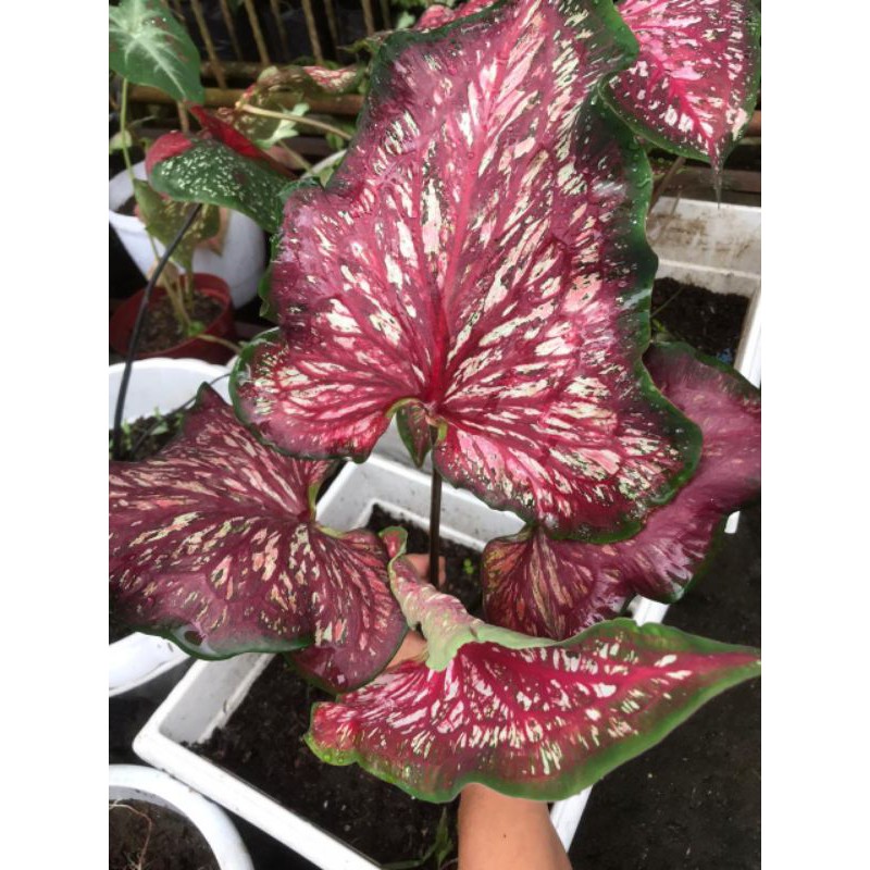 Jual CALADIUM WORTHON/KELADI WAYANG MERAH | Shopee Indonesia