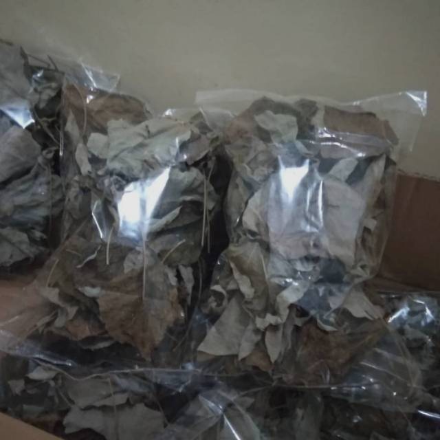 Jual daun pakua asli wangi...bagus utk luka dalam ,terkilir,ruam,memar ...