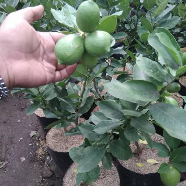 Jual Jeruk Nipis / Jeruk Pecel BerBUAH | Shopee Indonesia