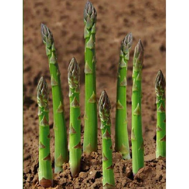 Jual benih ASPARAGUS mary washington isi 2 biji | Shopee Indonesia