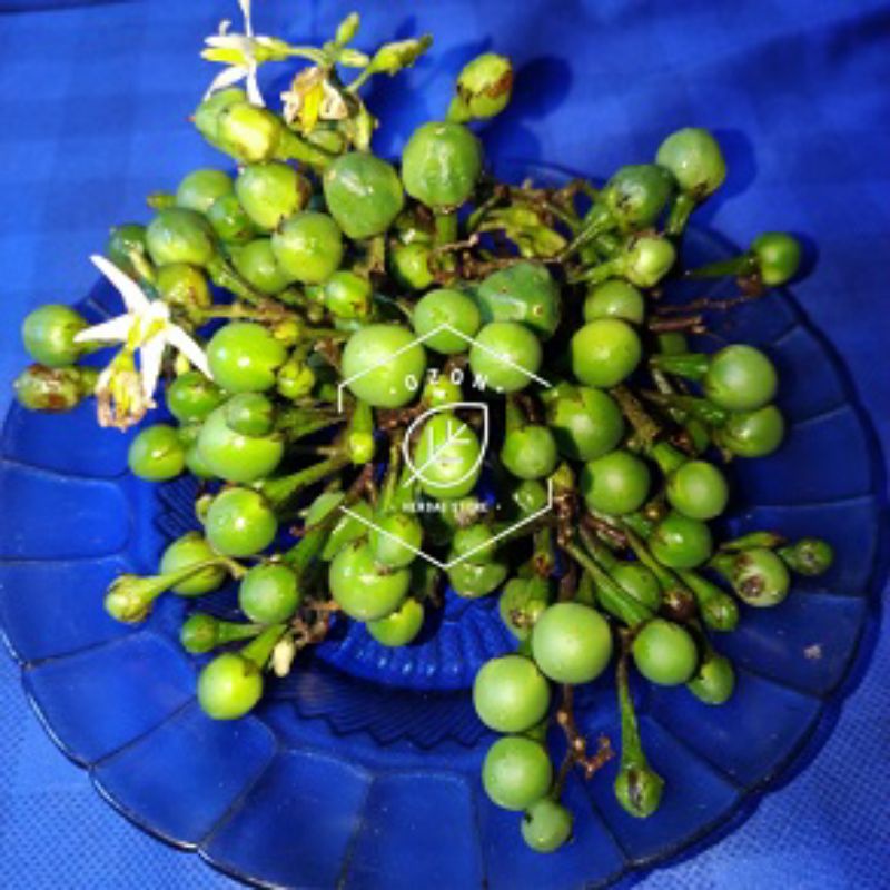 Jual Buah Takokak/Cepokak Fresh 500g | Shopee Indonesia