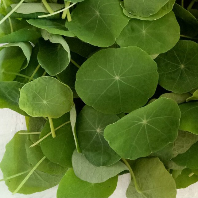 Jual Daun Nasturtium Bunga Nasturtium Leaf Selada Air Edible Flower ...