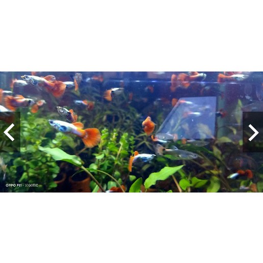 Jual Ikan Guppy Platinum Red Tail Dumbo Ear (PRTDE) | Shopee Indonesia