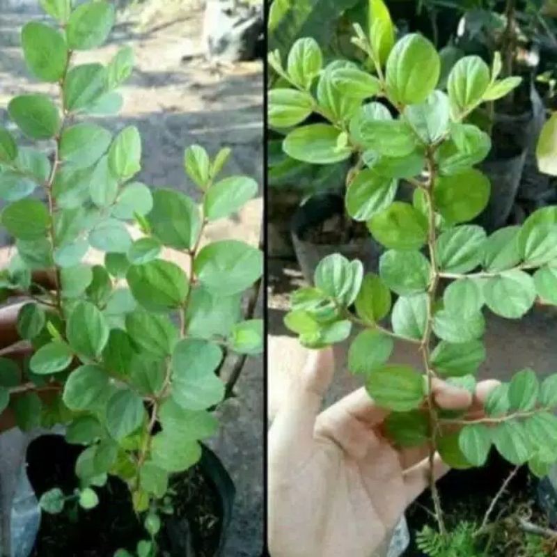 Jual bibit bidara arab | Shopee Indonesia