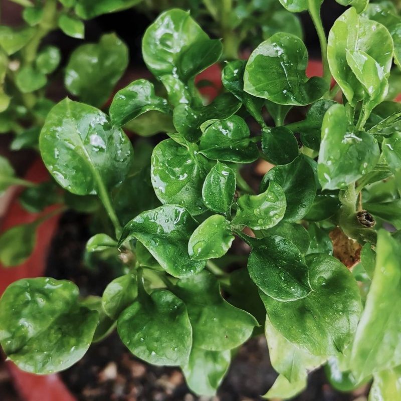 Jual Bibit tanaman sayur bayam Brazil/sissoo spinach/sambu/samba ...