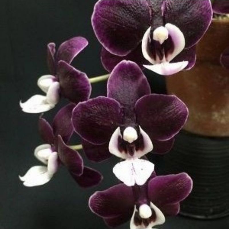 Jual Seedling Anggrek Dendrobium Black Maroon -tanaman hidup-bunga ...