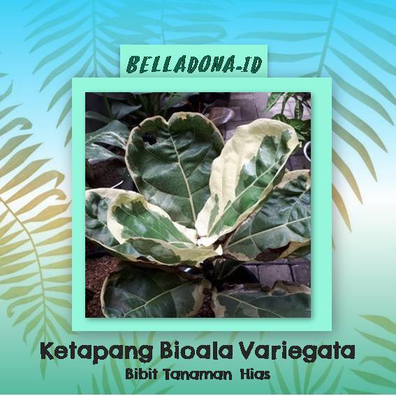 Jual Bibit Tanaman Ketapang Biola Variegata 40cm | Shopee Indonesia