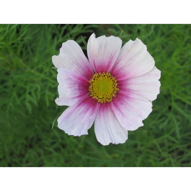 Jual Cosmos Daydream 10 Biji (Benih Biji Bibit Tanaman Bunga) | Shopee ...