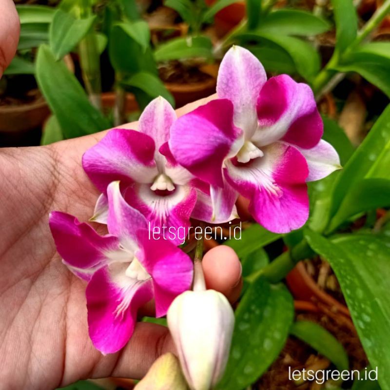 Jual Anggrek Dendrobium Mini Dragon - Tanaman Hias Hidup - Bunga hidup ...
