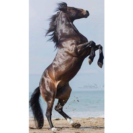 Jual lukisan cetak kuda hitam plus bingkai uk 65 x45 | Shopee Indonesia