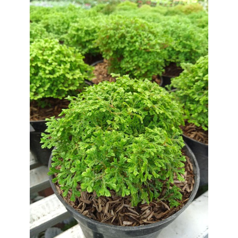 Jual Tanaman hias rumput Papua | Shopee Indonesia