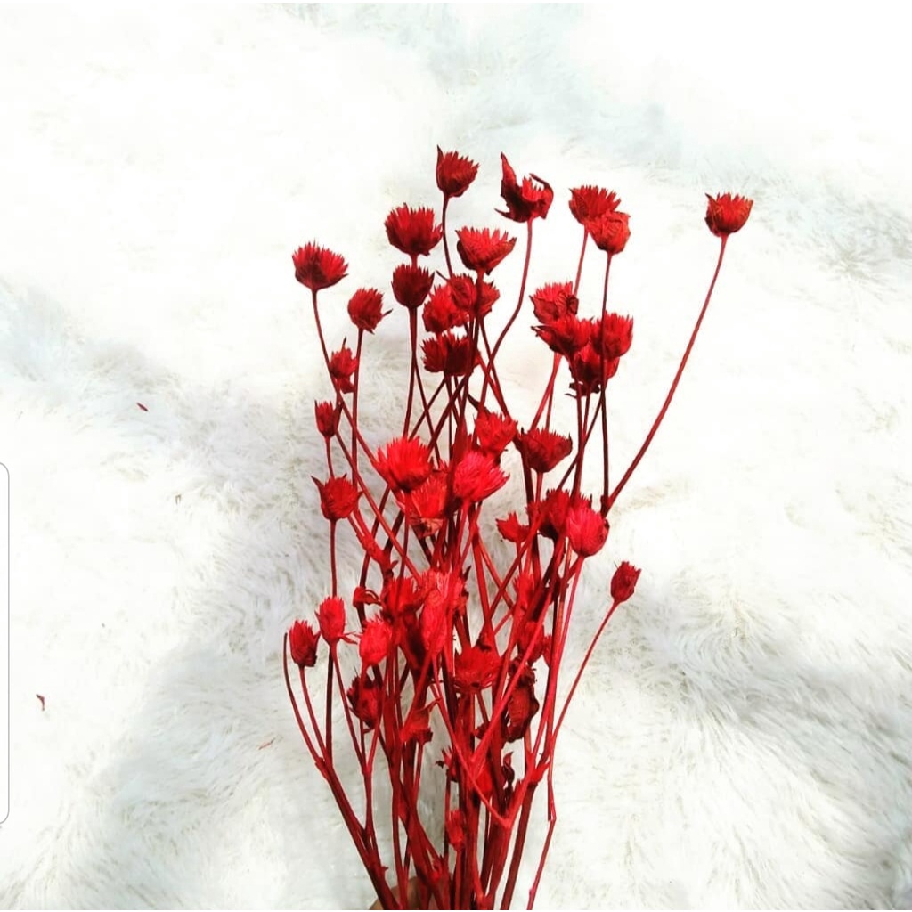 Jual BUNGA TAPAK LIMAN / DRIED FLOWER / BUNGA KERING DEKORASI FOTO ...