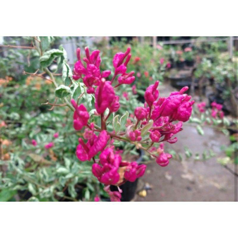 Jual Bougenville Anggur Merah Fanta Daun Variegata Bibit Sambung