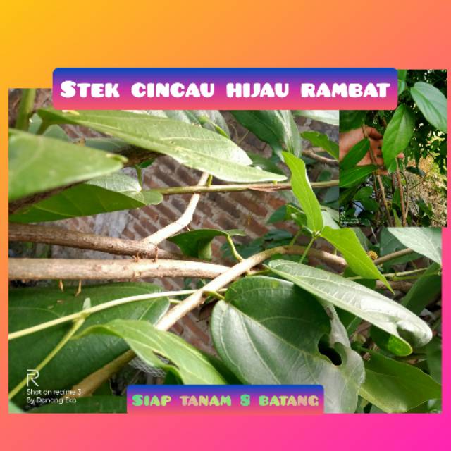 Jual Bibit stek batang cincau ( 10 batang ) | Shopee Indonesia