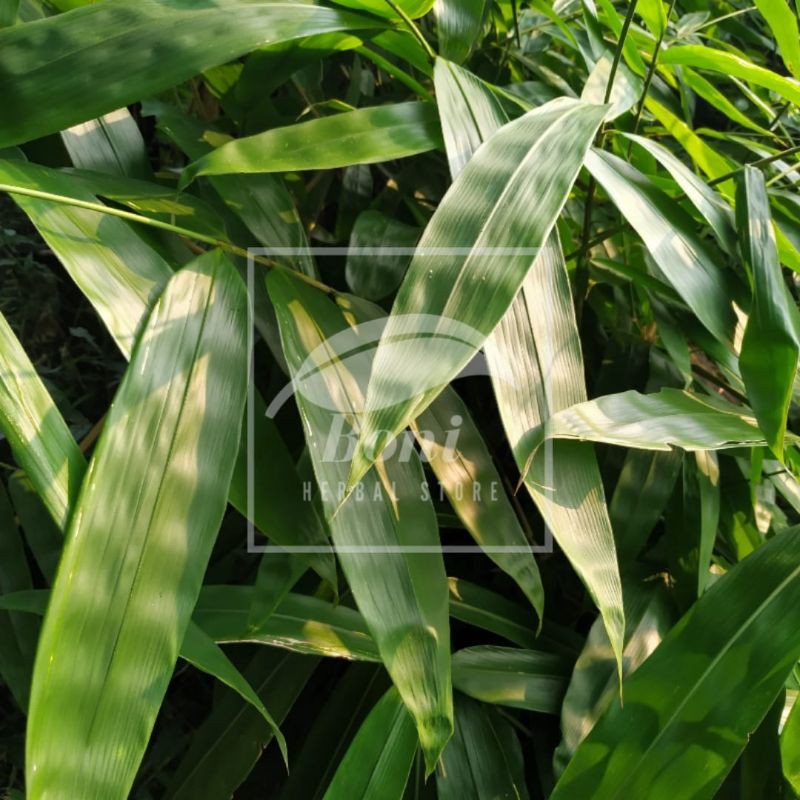 Jual 1 Lembar Daun Bambu Jumbo Segar Herbal Bungkus Bacang | Shopee ...