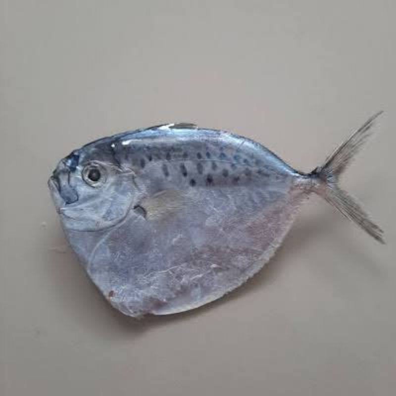 Jual ikan semar per kg | Shopee Indonesia