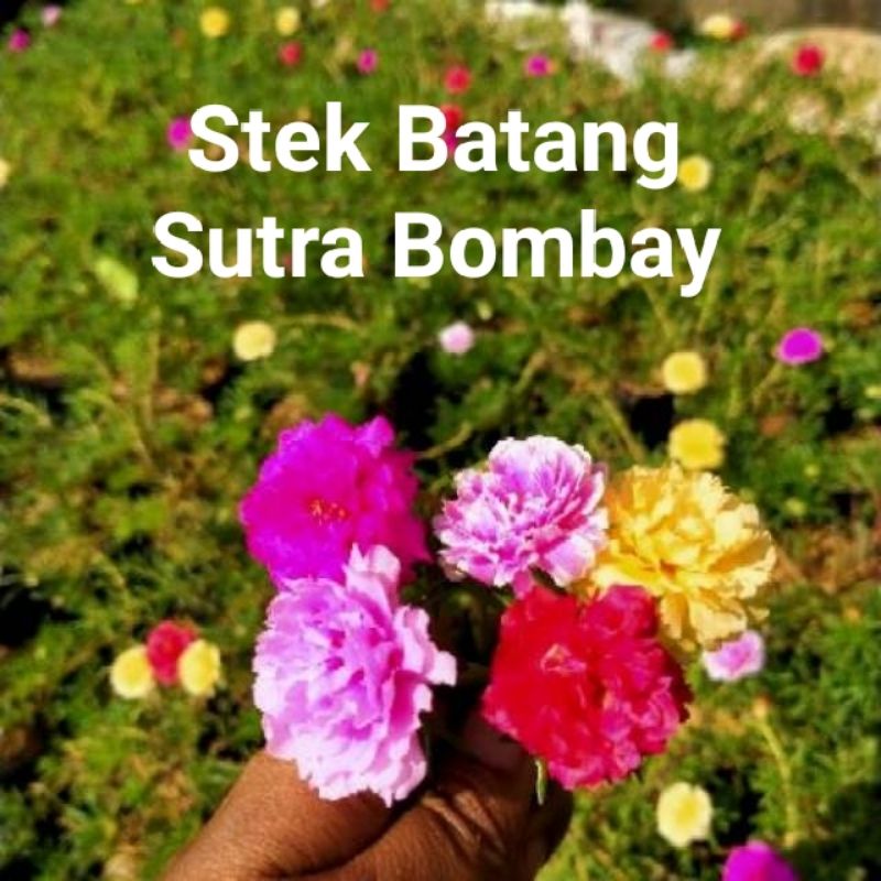 Jual STEK BATANG SUTRA BOMBAY ( Min Beli 5 btg) | Shopee Indonesia