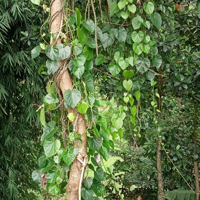 Jual daun patrawali segar per 50 lembar | Shopee Indonesia