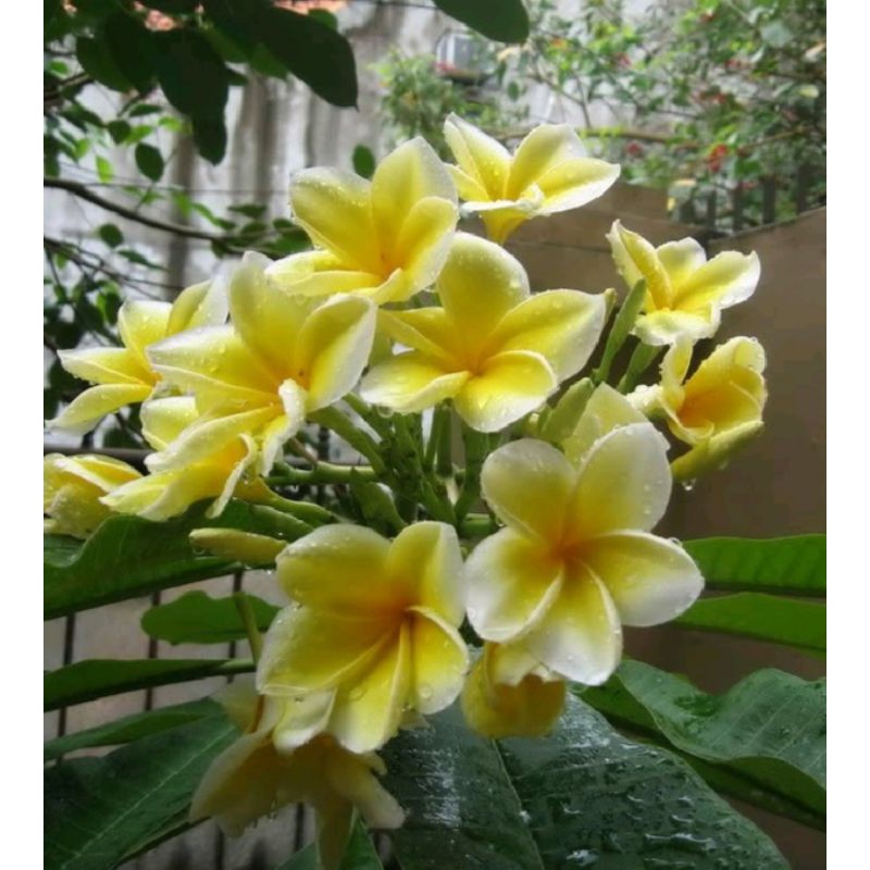 Jual Bibit tanaman pohon Kamboja stek batang bunga kuning | Shopee ...