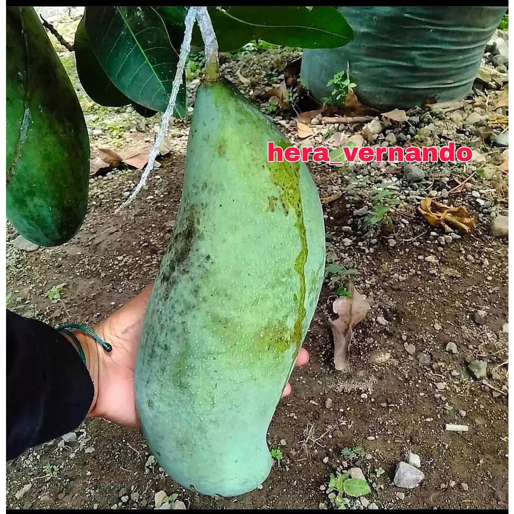 Jual Bibit Mangga Mahatir pohon mangga jumbo siap berbuah dalam pot | Shopee Indonesia