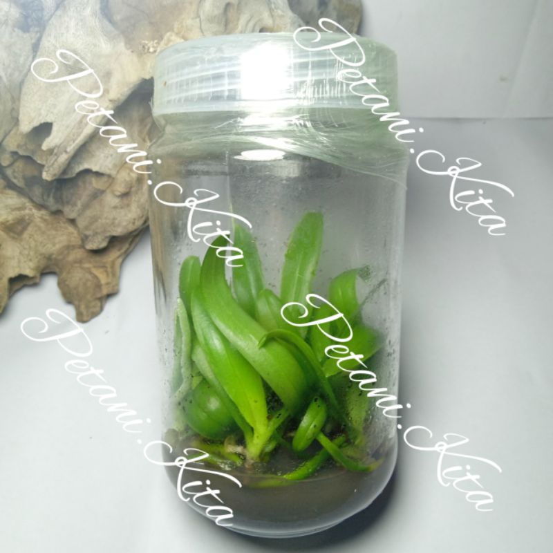 Jual Bibit Bunga Anggrek Bulan Hybrid Botol Selai | Shopee Indonesia