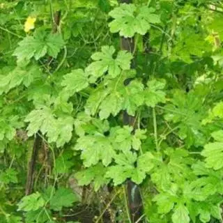 Jual Daun Pare Terlengkap & Harga Terbaru Juli 2025 | Shopee Indonesia