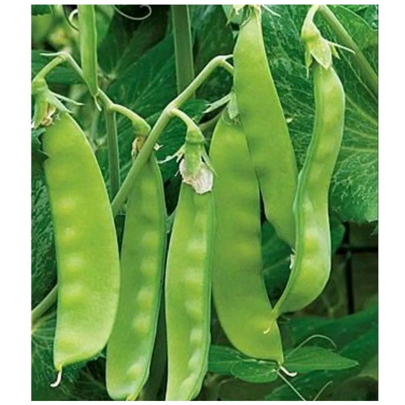 Jual 8 biji Benih bibit kacang Arcis/ kacang Kapri | Shopee Indonesia