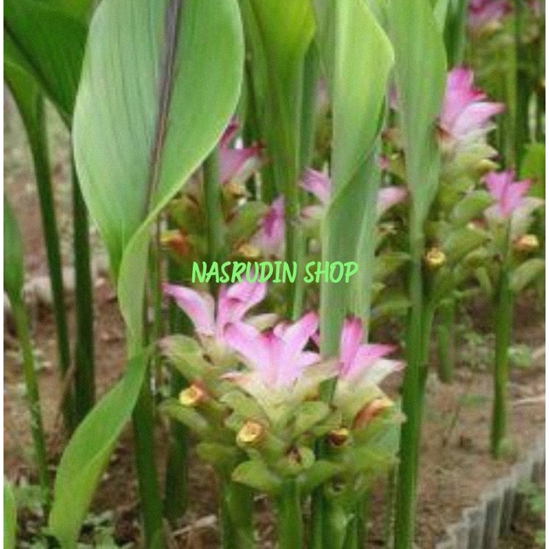 Jual BIBIT TEMU LAWAK / TEMU KUNING / CURCUMA ZANTHORRHIZA / KUNYIT ...