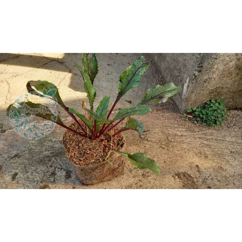 Jual Bibit Buah Bit Tanaman Herb Herbal Beta Vulgaris | Shopee Indonesia