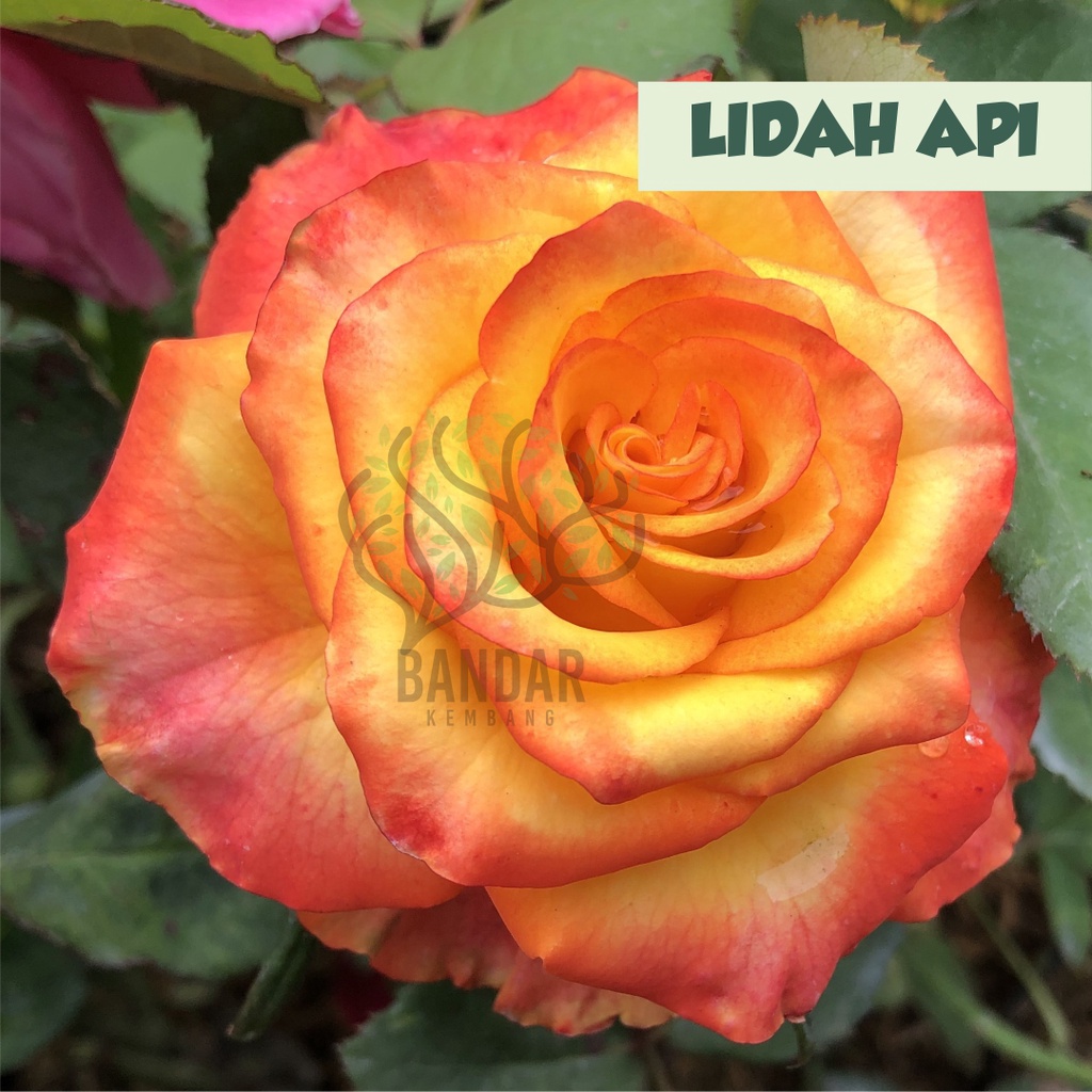 Jual Bunga Mawar Berbunga Bibit Tanaman Hias Berbunga Berlabel dan ...