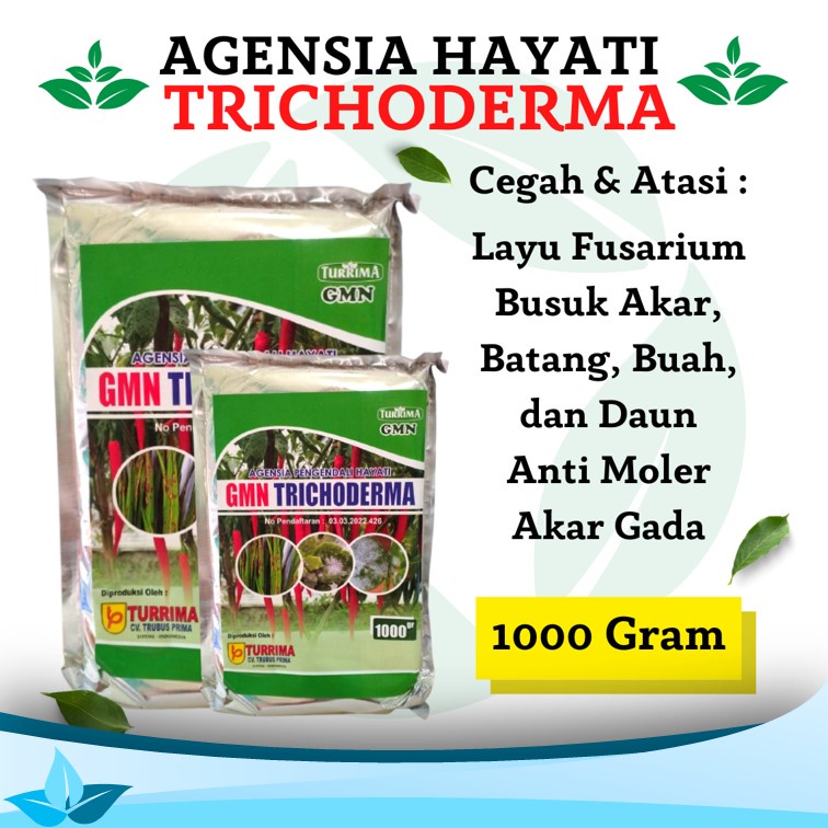 Jual Trichoderma Layu Fusarium Timun, Pupuk Layu Fusarium Tanaman Cabe ...