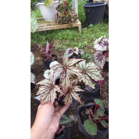 Jual begonia jari, begonia rex five star, begonia murah, begonia rimbun ...