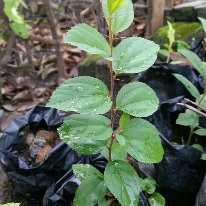 Jual paket 5 bibit tanaman bidara asli | Shopee Indonesia