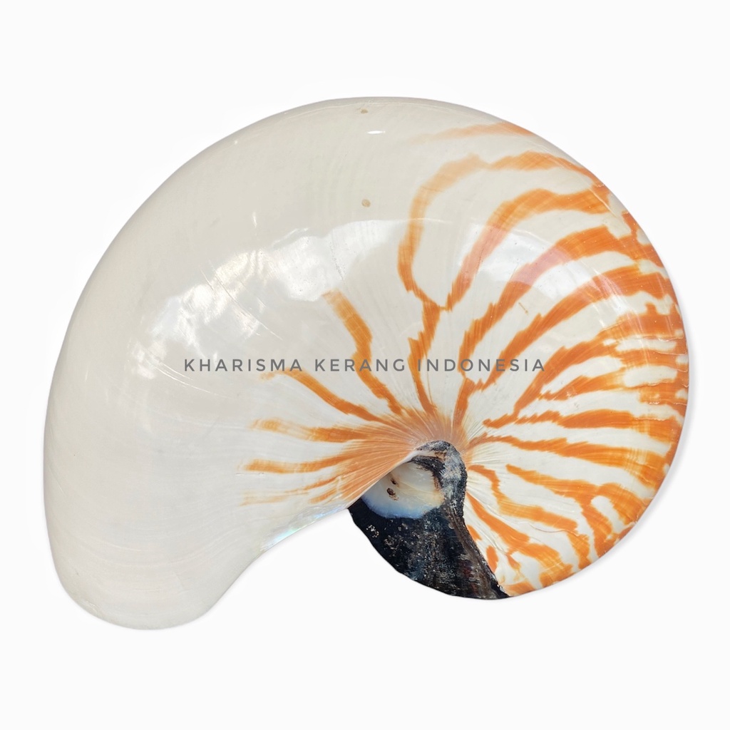 Jual Nautilus Shell Type A Cangkang Kerang Laut Chambered Nautilus ...