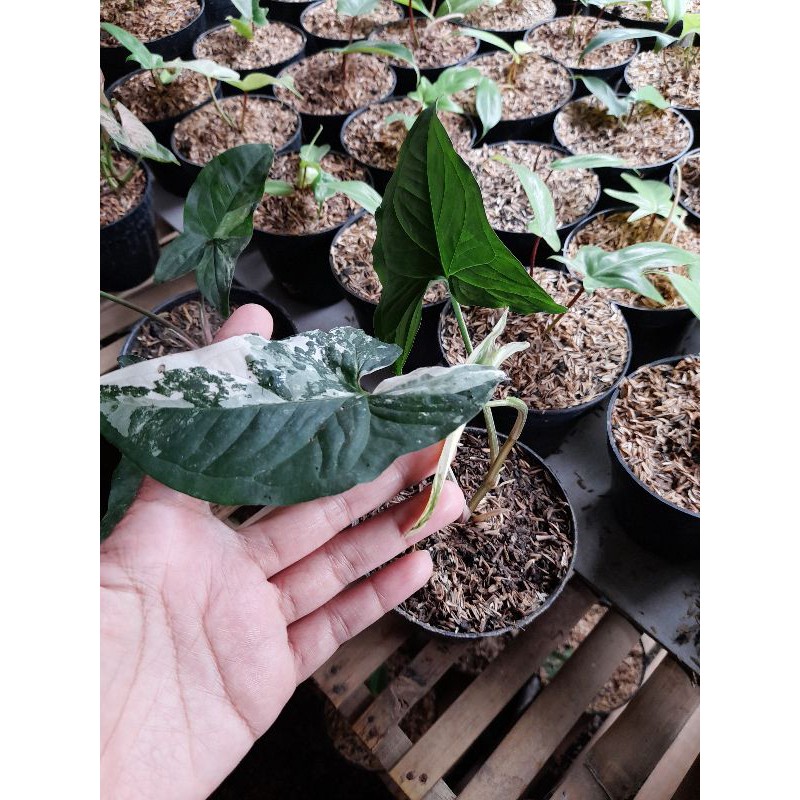 Jual singonium varigata putih | Shopee Indonesia
