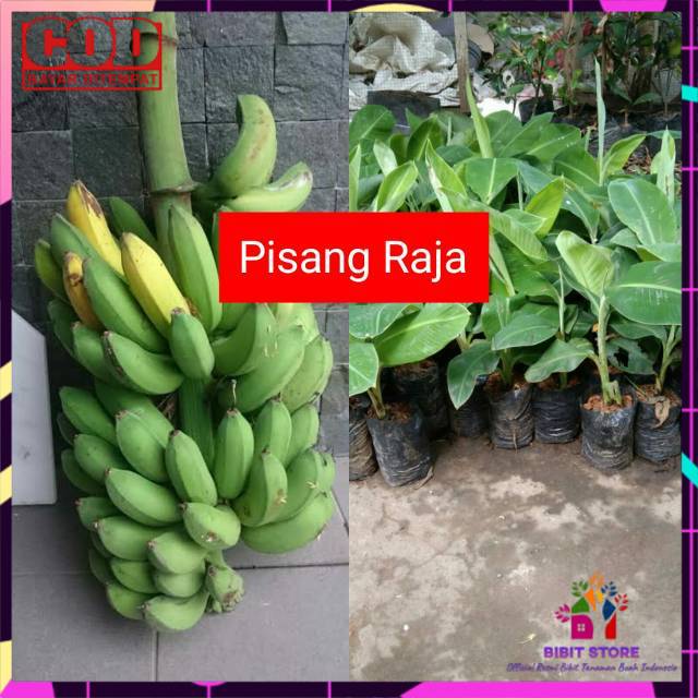 Jual BIBIT PISANG RAJA | Shopee Indonesia