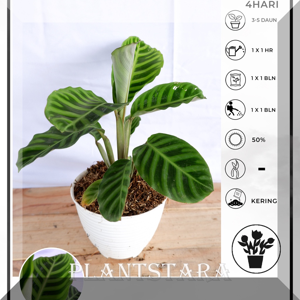 Jual Tanaman Hias Calathea Zebrina (Goeppertia zebrina) - Calathea ...