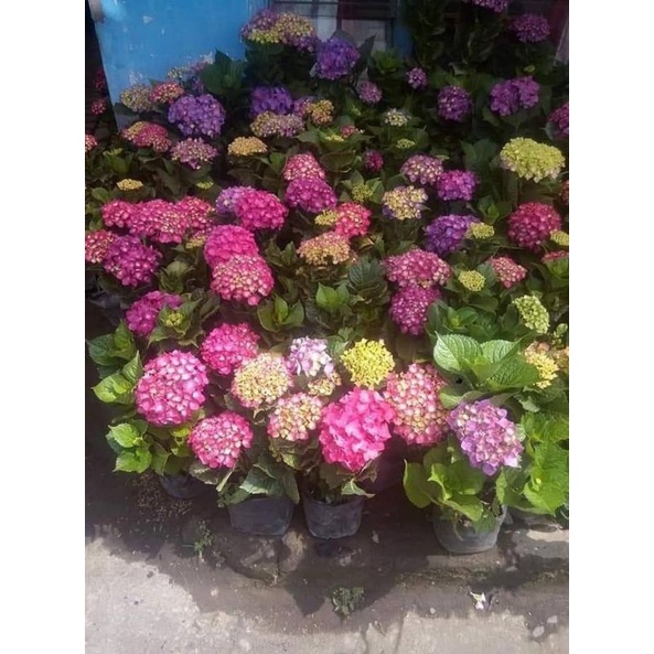Jual Tanaman Bunga Pancawarna Berbunga (hydrangea macrophylla ...