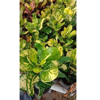 Jual Puring Kirana Kuning, Puring Kerupuk Kuning | Shopee Indonesia