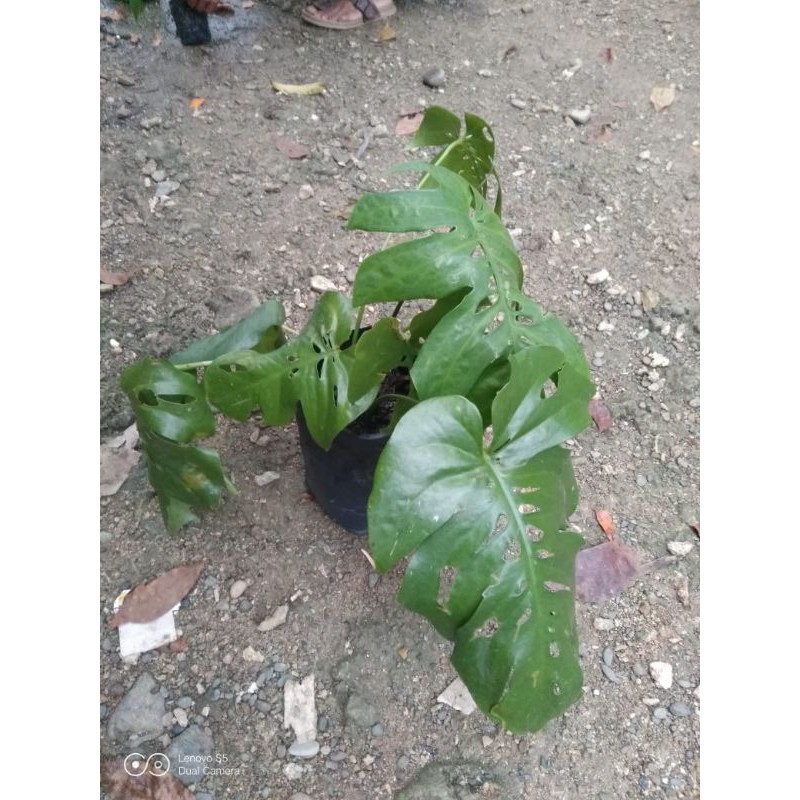 Jual Bunga monstera | Shopee Indonesia
